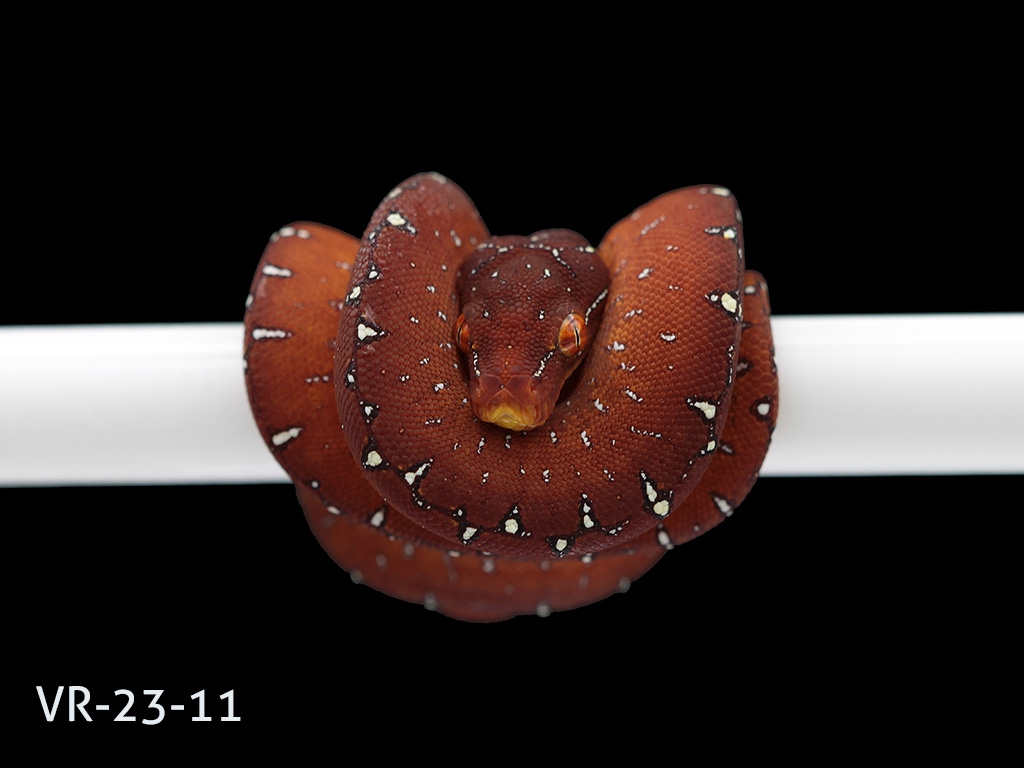 Green Tree Python Breeding Projects | ViridisPython