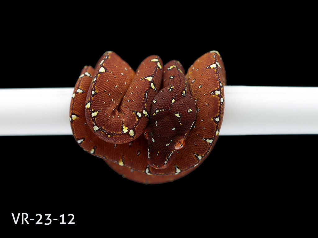 Green Tree Python Breeding Projects | ViridisPython