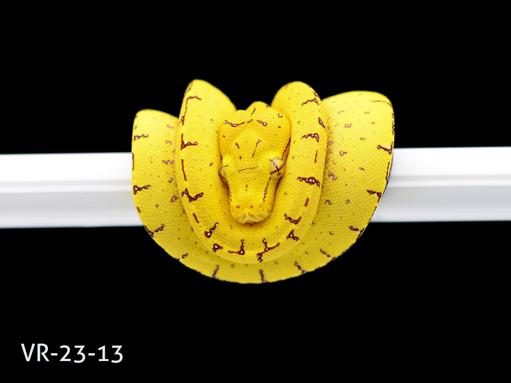 Green Tree Python Breeding Projects | ViridisPython