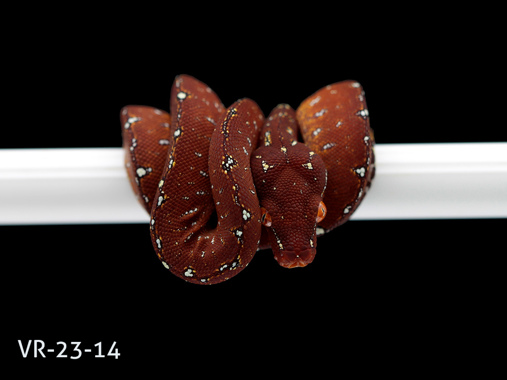 Green Tree Python Breeding Projects | ViridisPython