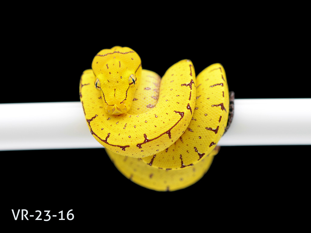 Green Tree Python Breeding Projects | ViridisPython