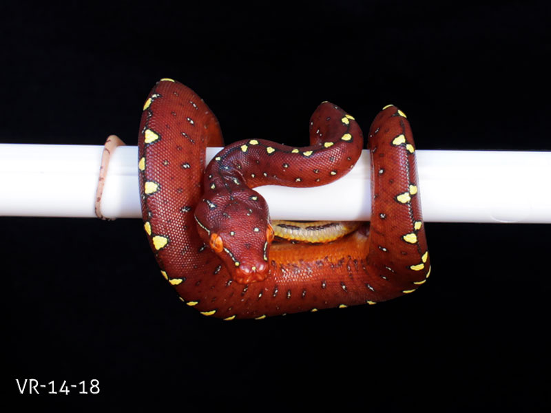 Green Tree Python Breeding Projects | ViridisPython