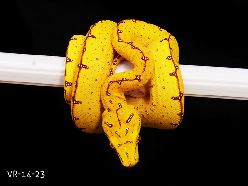 Green Tree Python Breeding Projects | ViridisPython