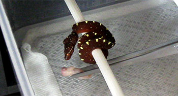 Green Tree Python For Sale From Breeder | ViridisPython