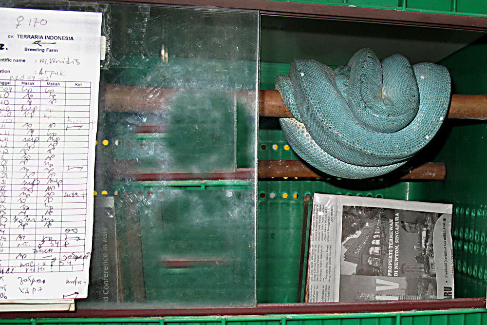 On Green Tree Pythons - Vladimir Odinchenko Interview | ViridisPython