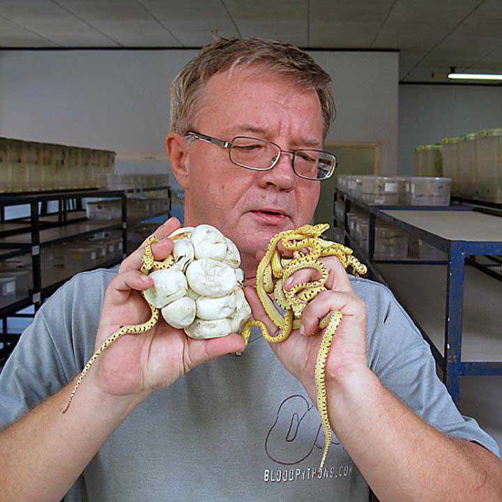 On Green Tree Pythons - Vladimir Odinchenko Interview | ViridisPython